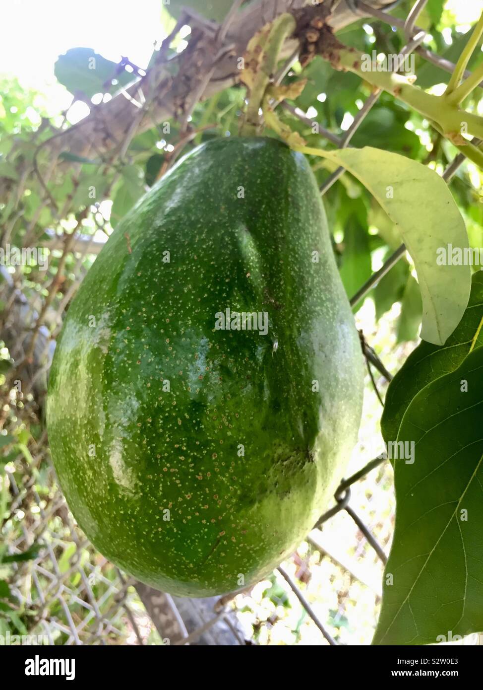 Giant avocado hi-res stock photography and images - Alamy
