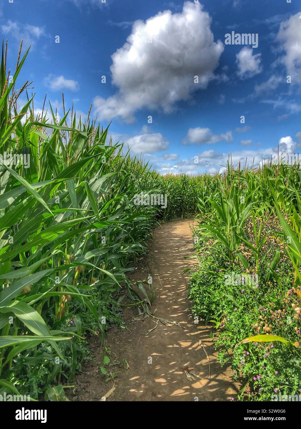England corn maze hi-res stock photography and images - Alamy