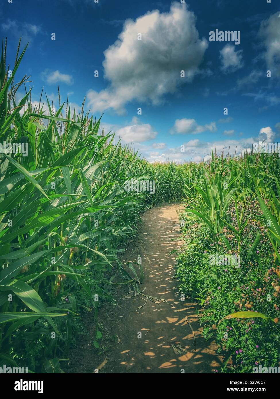 England corn maze hi-res stock photography and images - Alamy