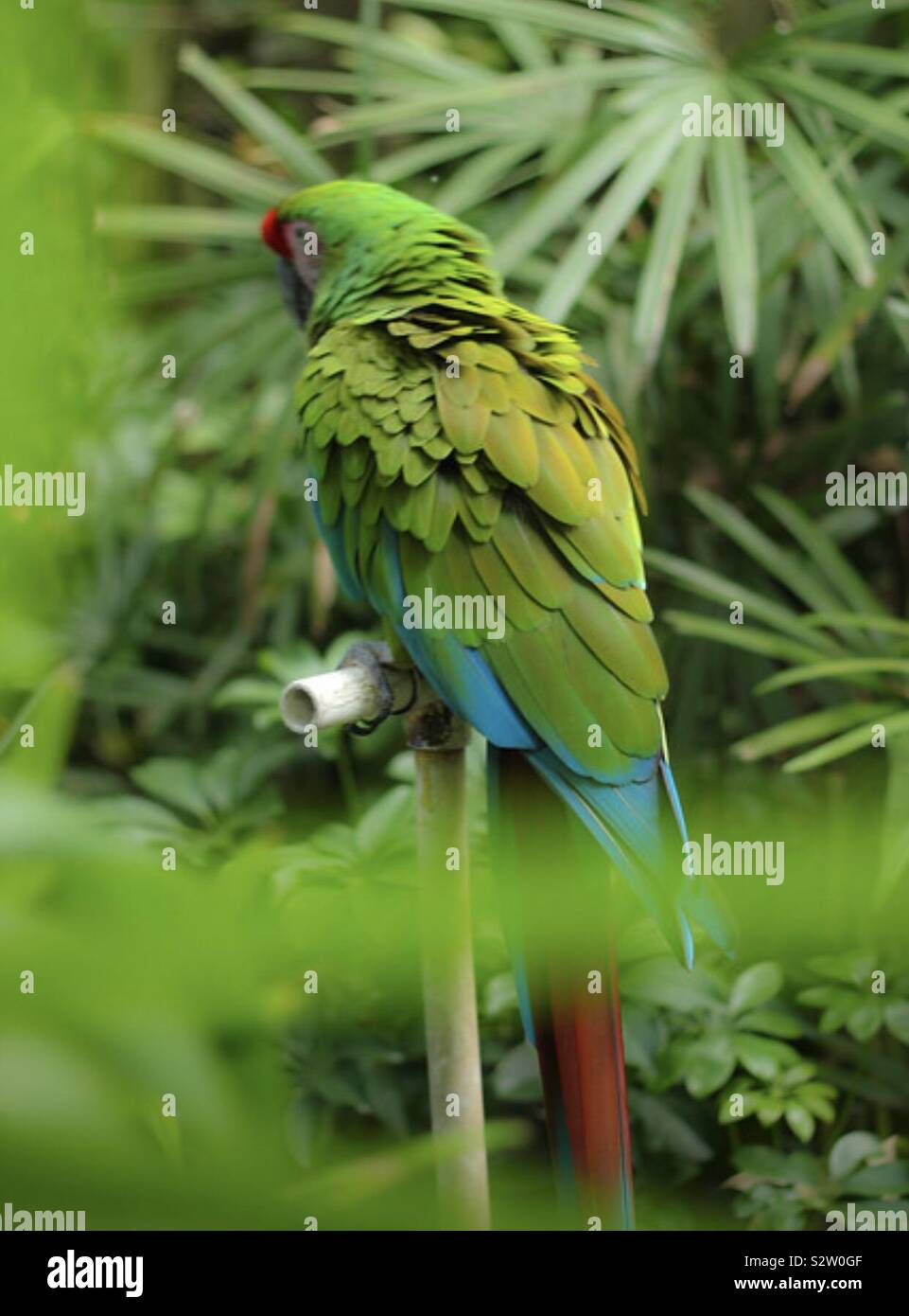 New world parrots hi-res stock photography and images - Alamy