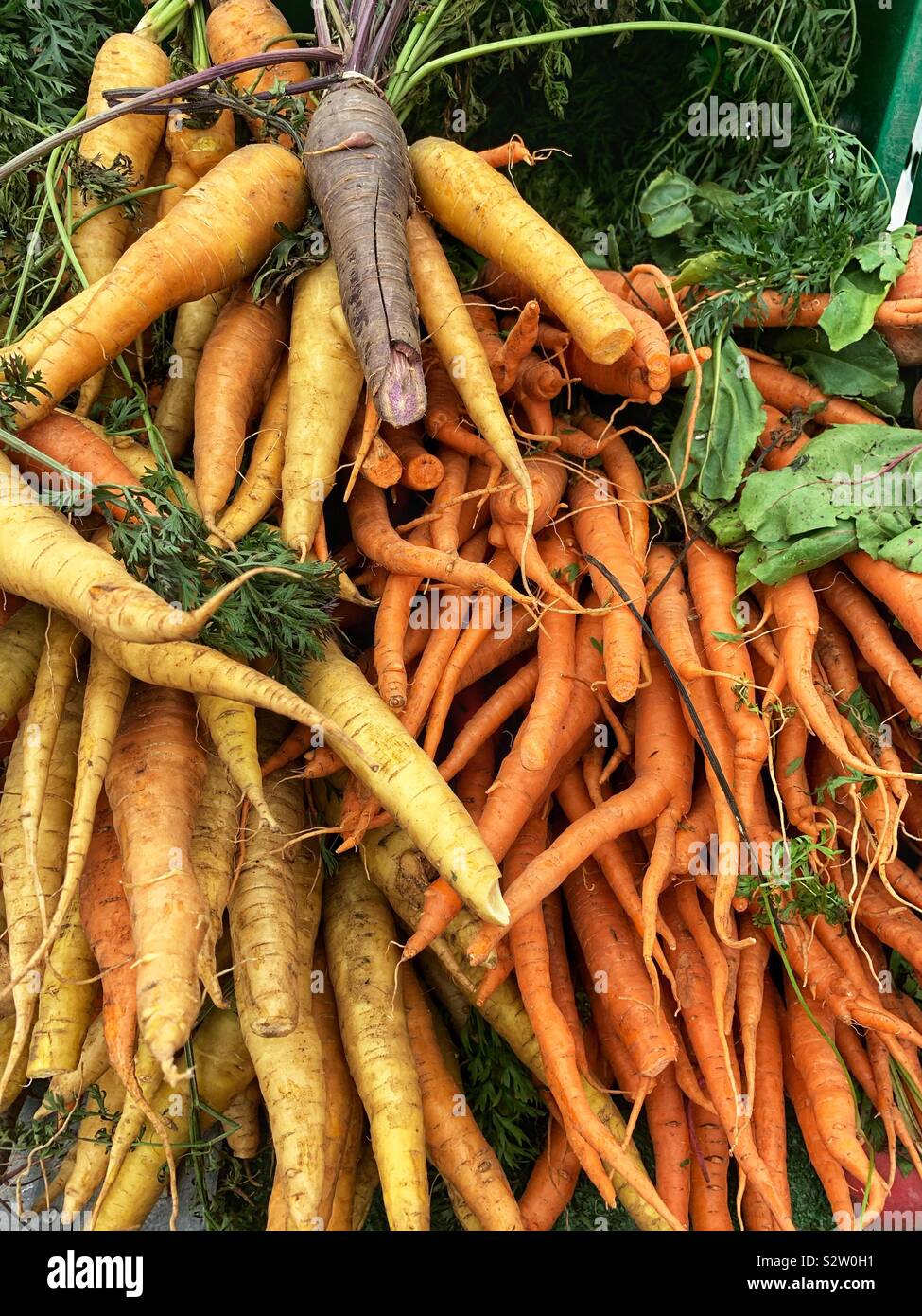 Stack of a variety of farm fresh carrots Stock Photo - Alamy
