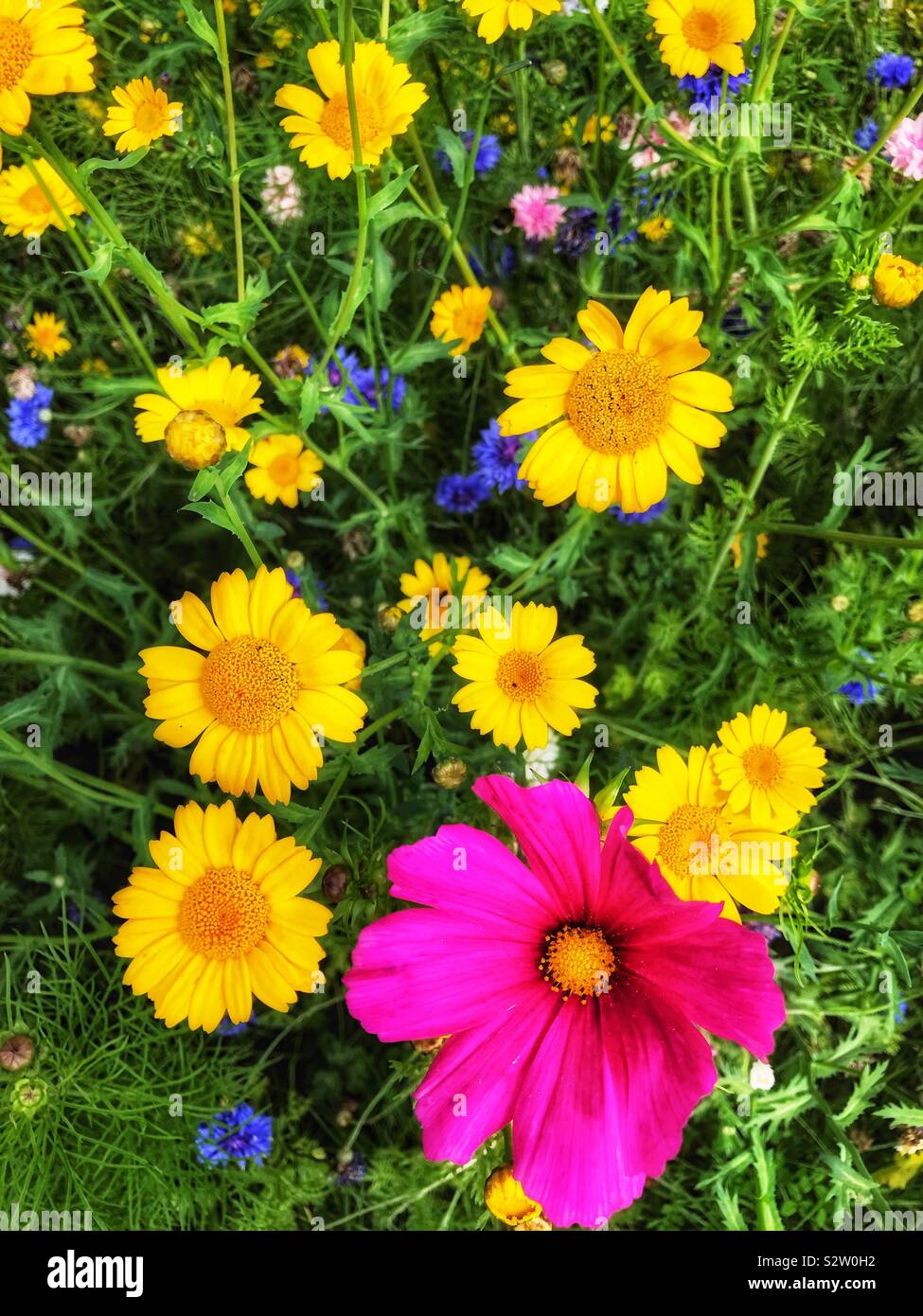 Wildflower flowering bloom blooming blooms hi-res stock photography and ...