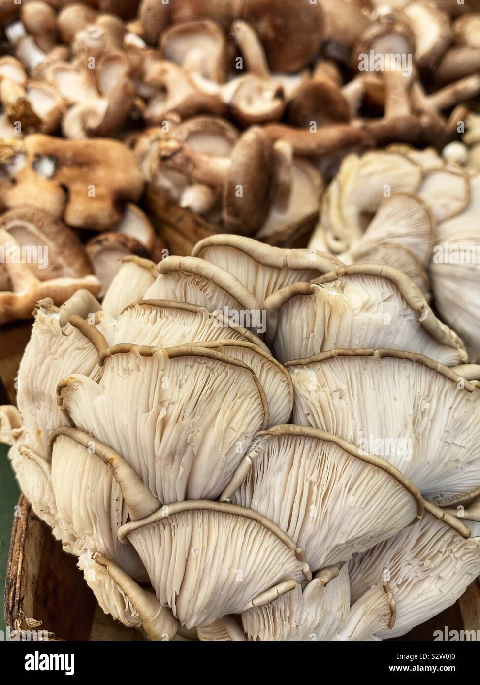 Farm fresh delicious Pleurotus ostreatus, the pearl oyster mushroom, tree oyster mushroom Stock ...