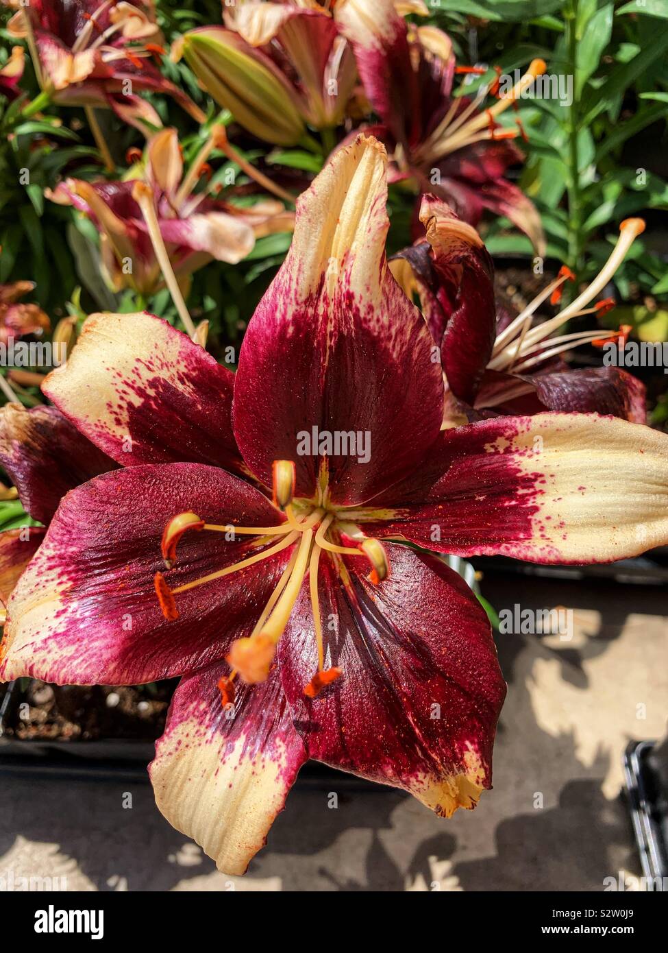 Lily bloom blossom hi-res stock photography and images - Alamy
