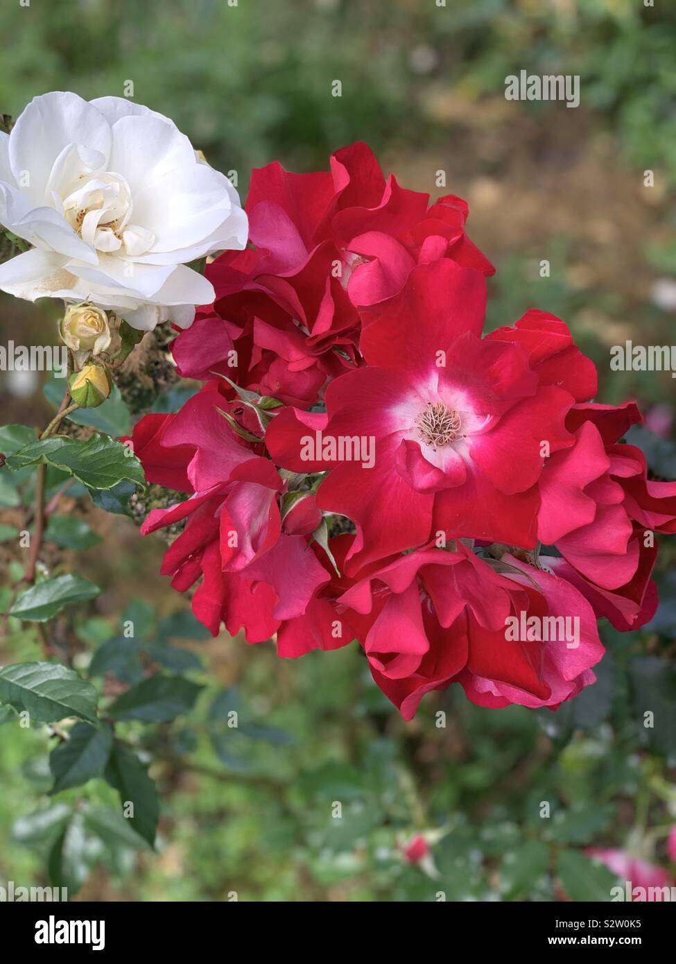 Belfast park roses hi-res stock photography and images - Alamy
