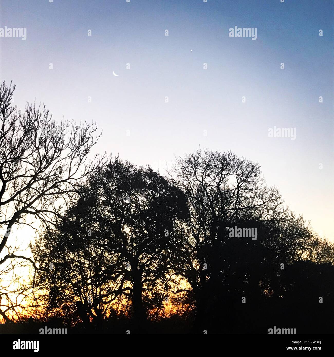 Night sky with trees hi-res stock photography and images - Alamy