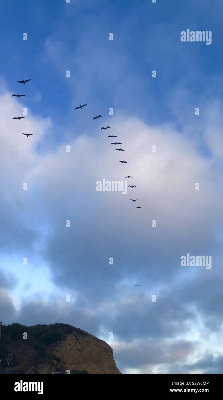 Birds in formation Stock Photo - Alamy