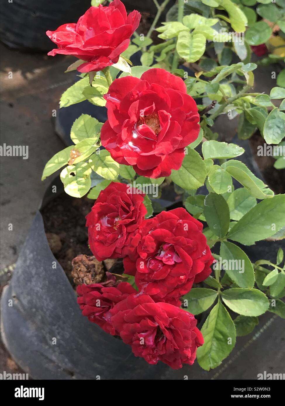 Bunch of Red Roses Stock Photo - Alamy