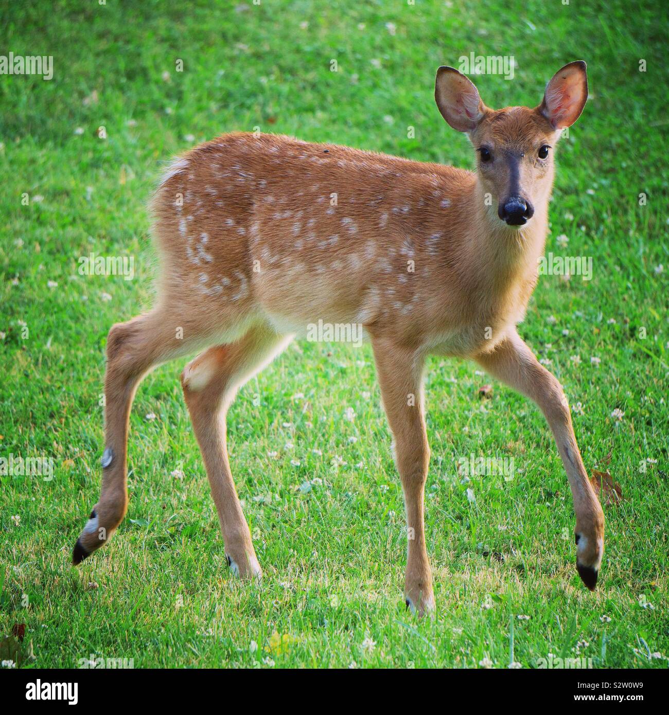 White tailed deer baby hi-res stock photography and images - Alamy
