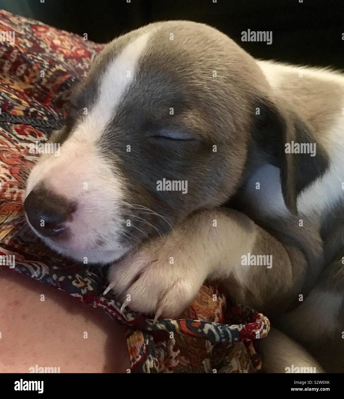 Whippet puppy hi-res stock photography and images - Alamy