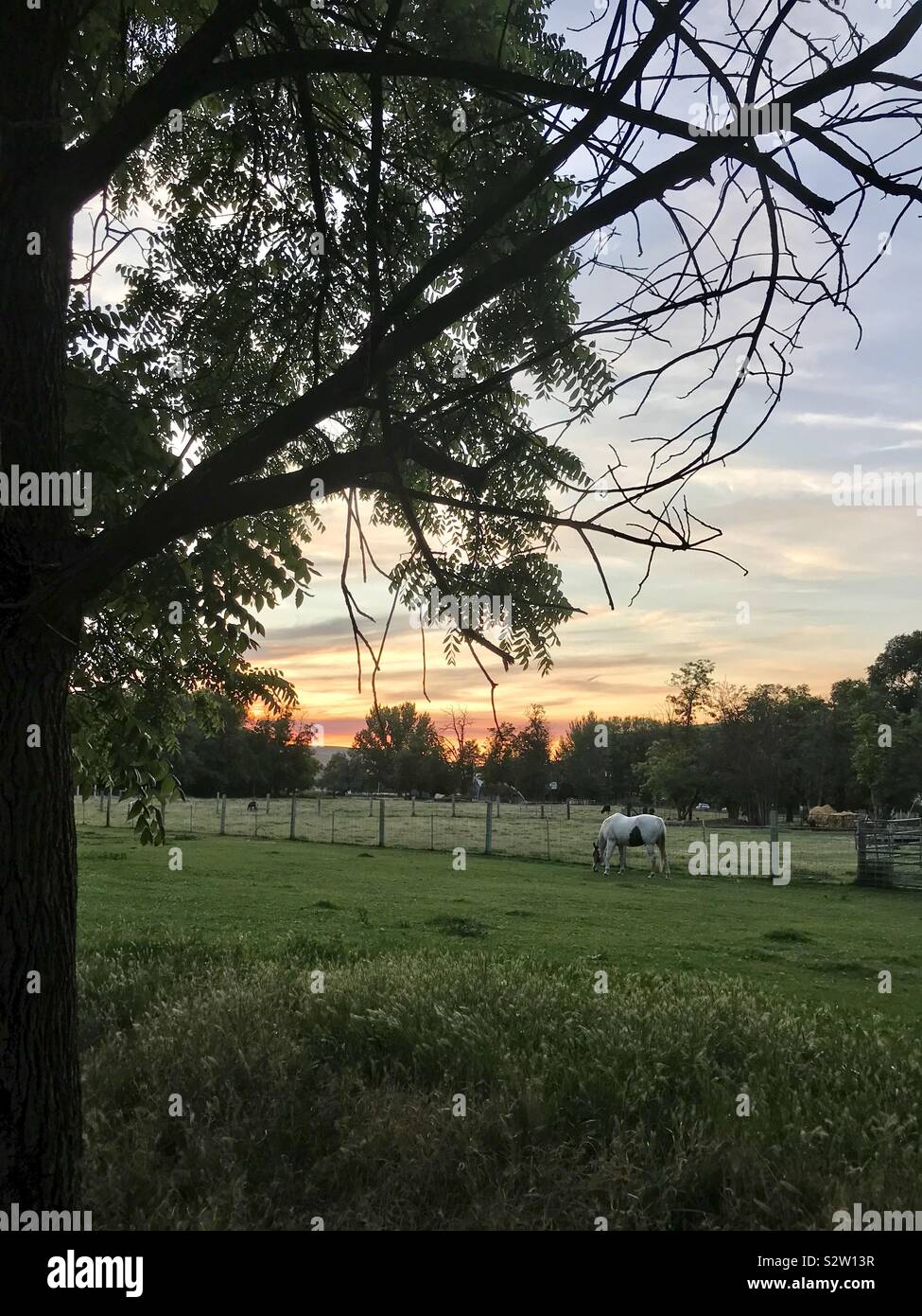 White horse pasture hi-res stock photography and images - Alamy