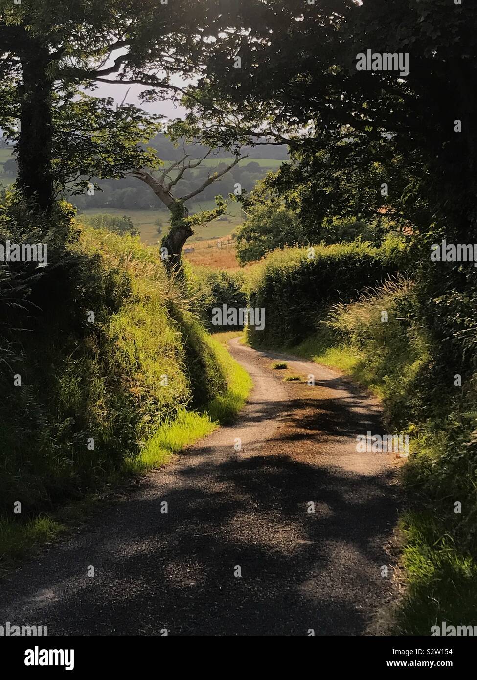 Quiet Country Lane in Summer Sunlight Stock Photo - Alamy