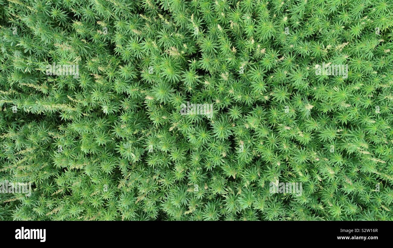 A top down view of a dense field of hemp Stock Photo - Alamy