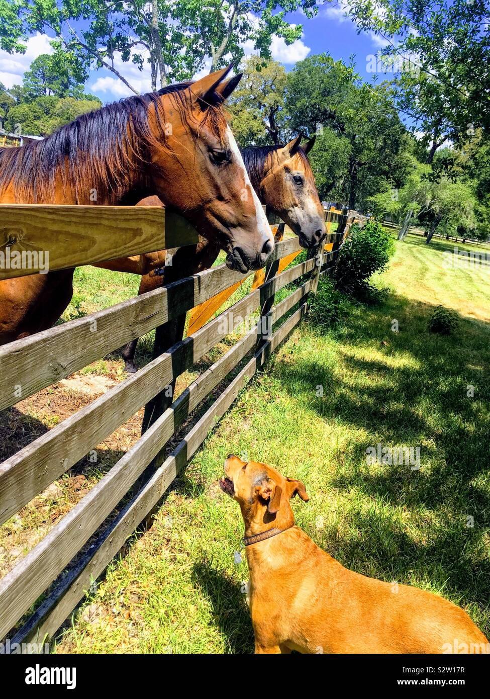 Rex horse hi-res stock photography and images - Alamy