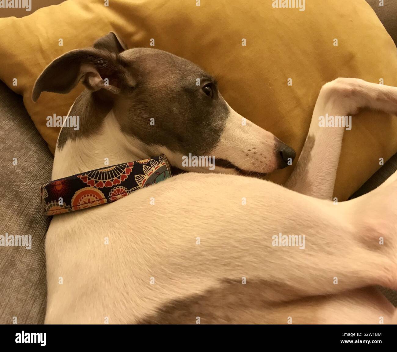 Grey dog with yellow eyes hi-res stock photography and images - Alamy