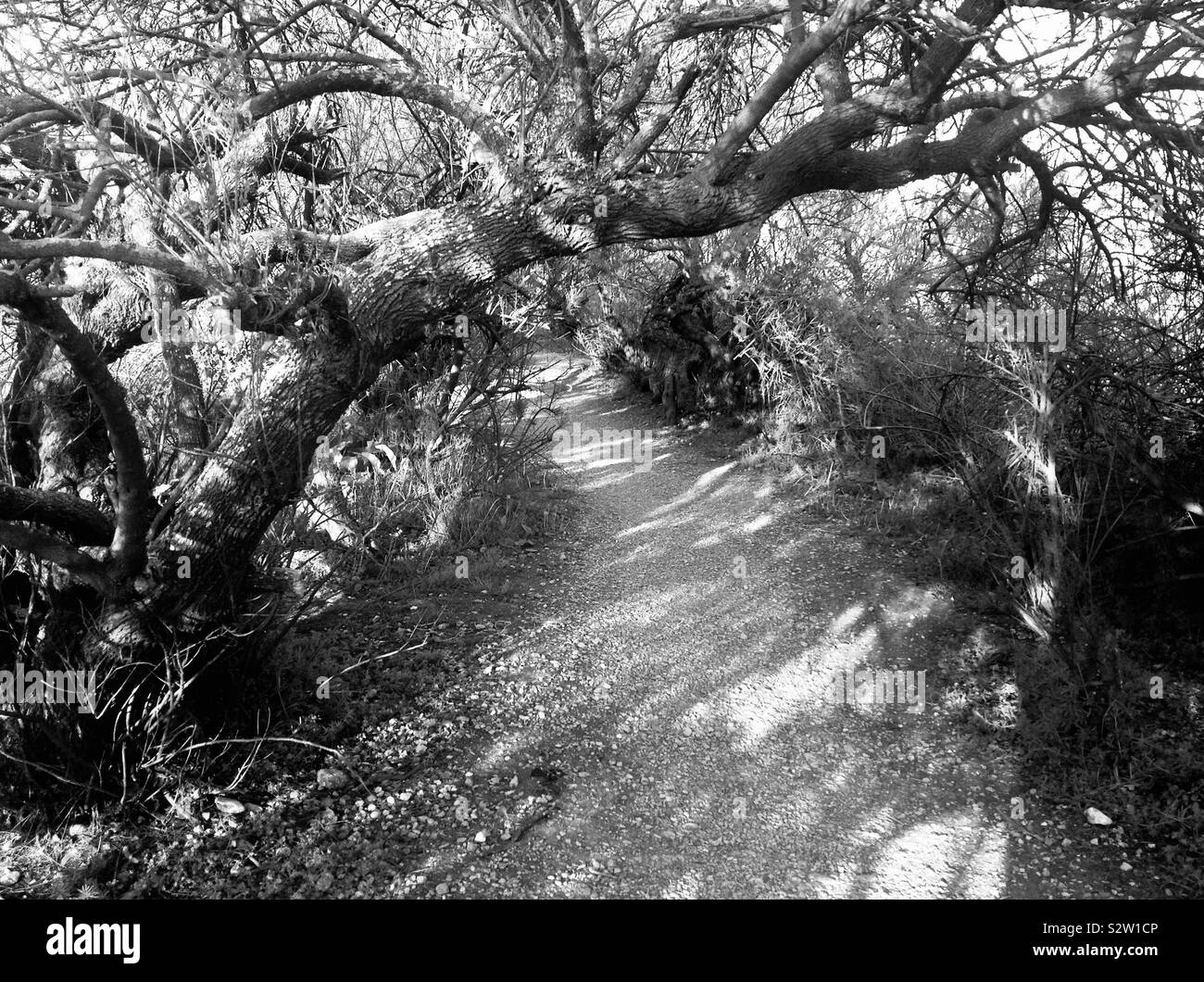 Arched trees hi-res stock photography and images - Alamy