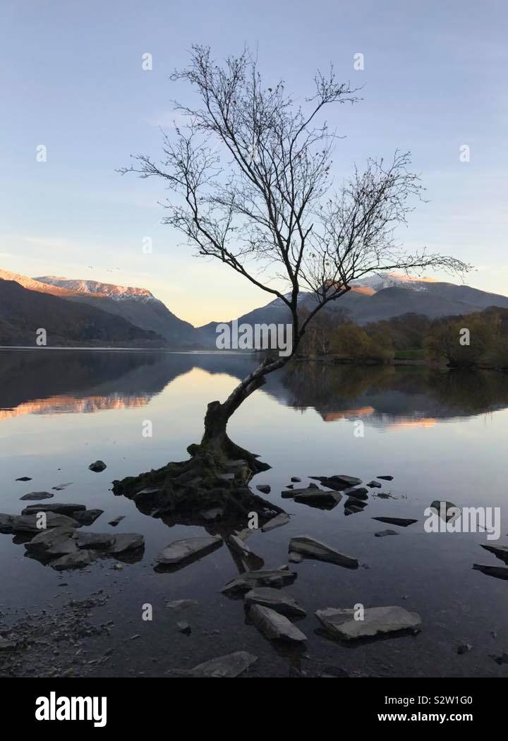 The lonely tree llanberis hi-res stock photography and images - Alamy