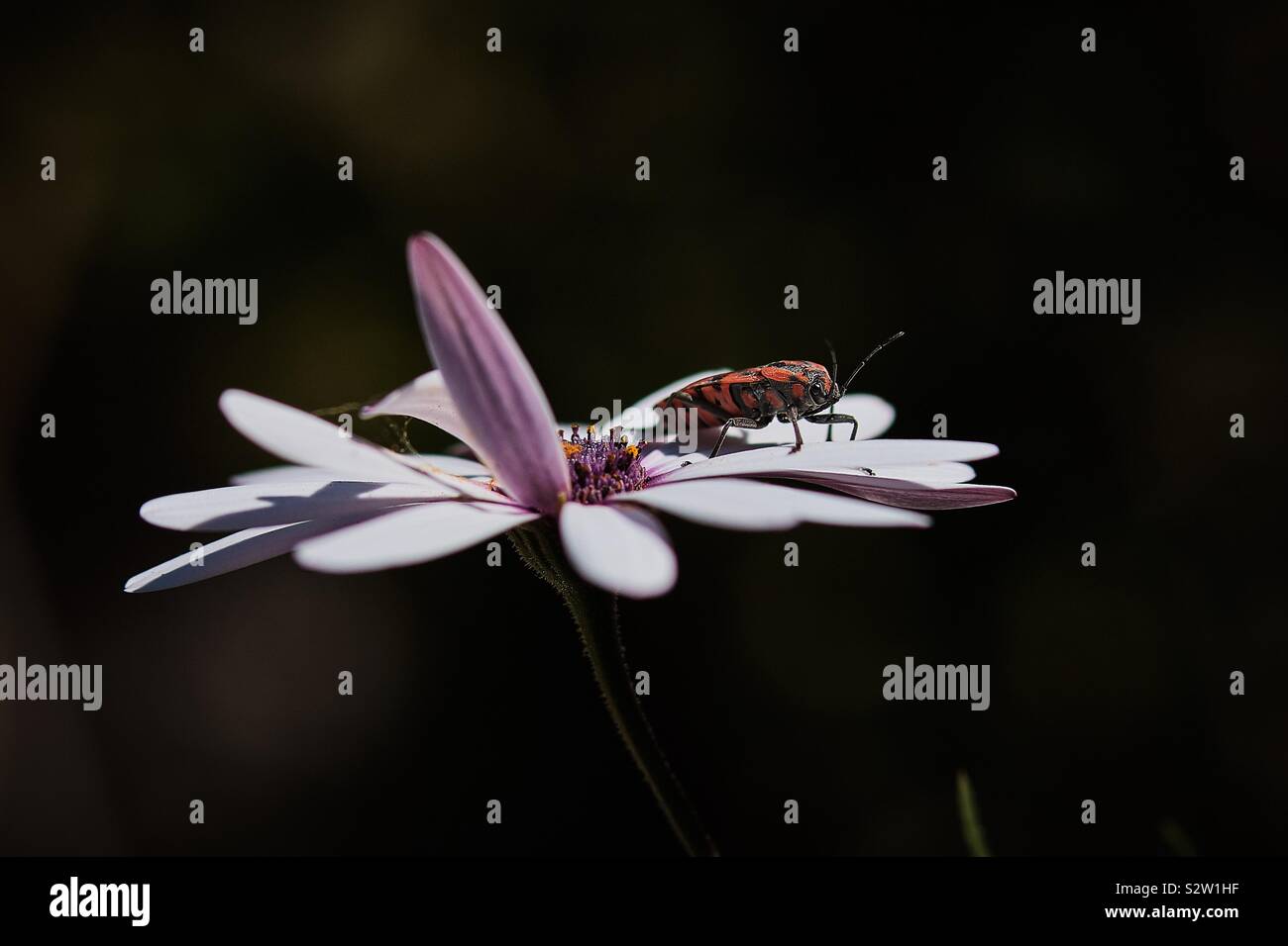 Bug and flower hi-res stock photography and images - Alamy