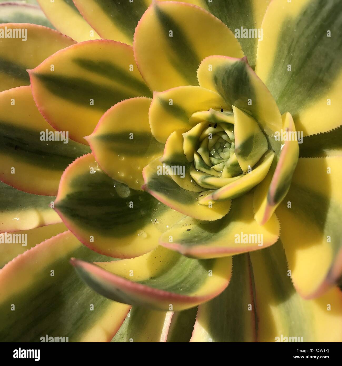 Water droplets on a variegated succulent Stock Photo - Alamy