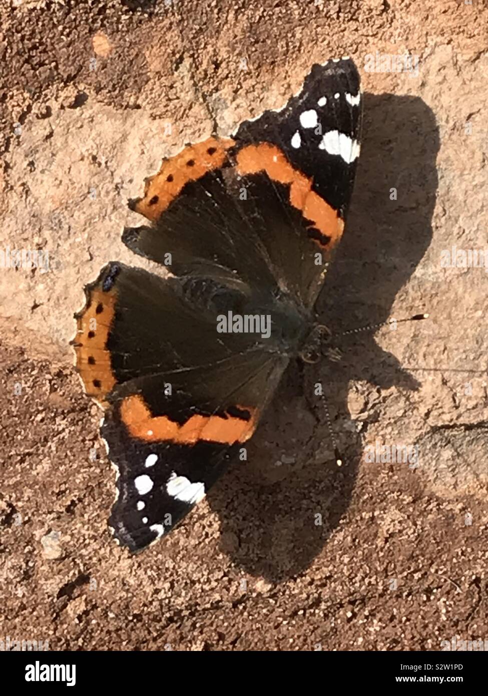 Butterfly shadow hi-res stock photography and images - Alamy