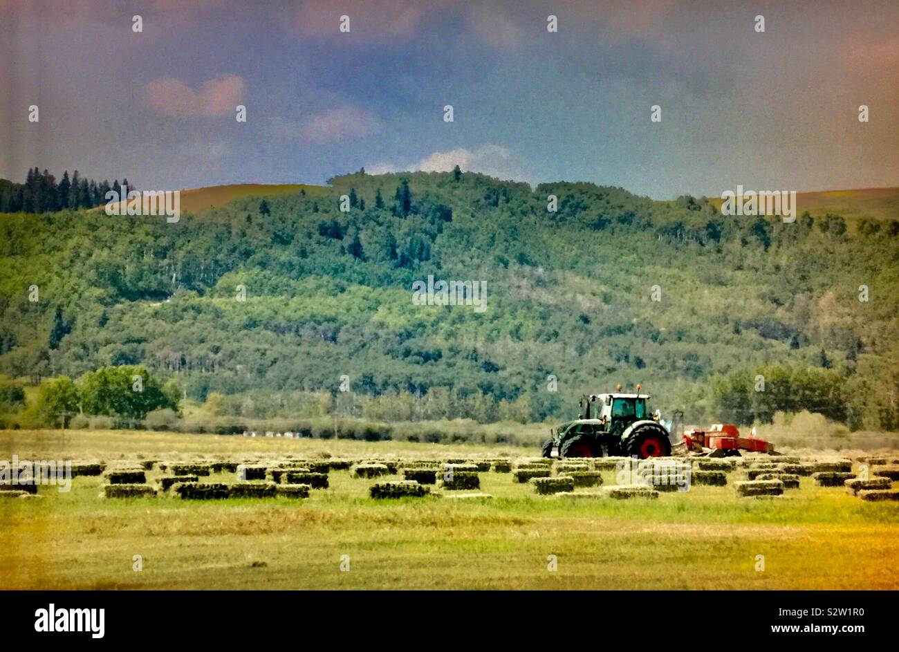 Agriculture, making hay, baling square bales Stock Photo - Alamy