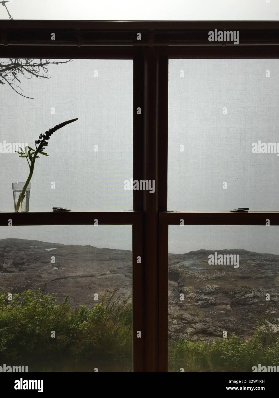 Flower on window hi-res stock photography and images - Alamy