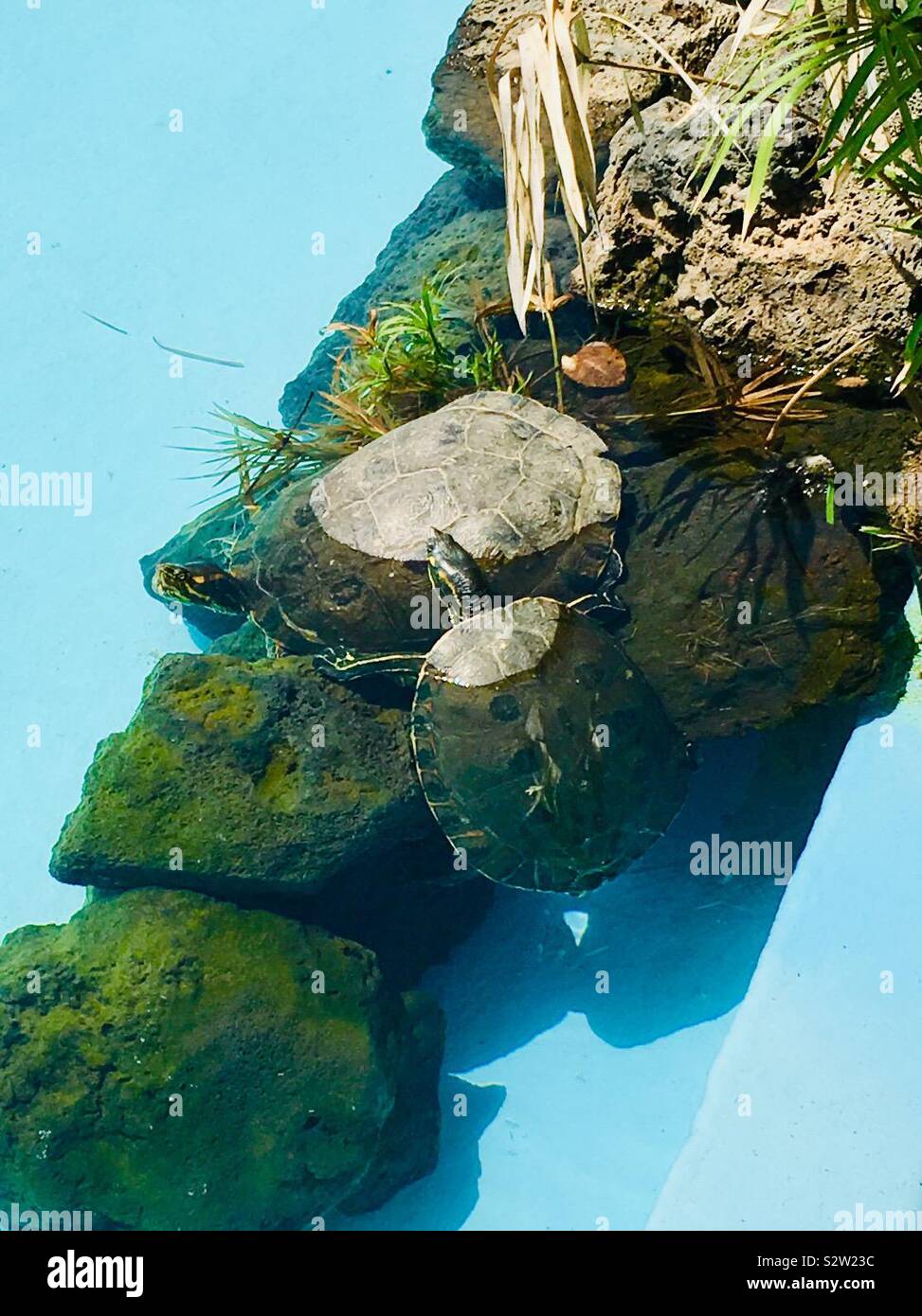 Marine turtles hi-res stock photography and images - Alamy