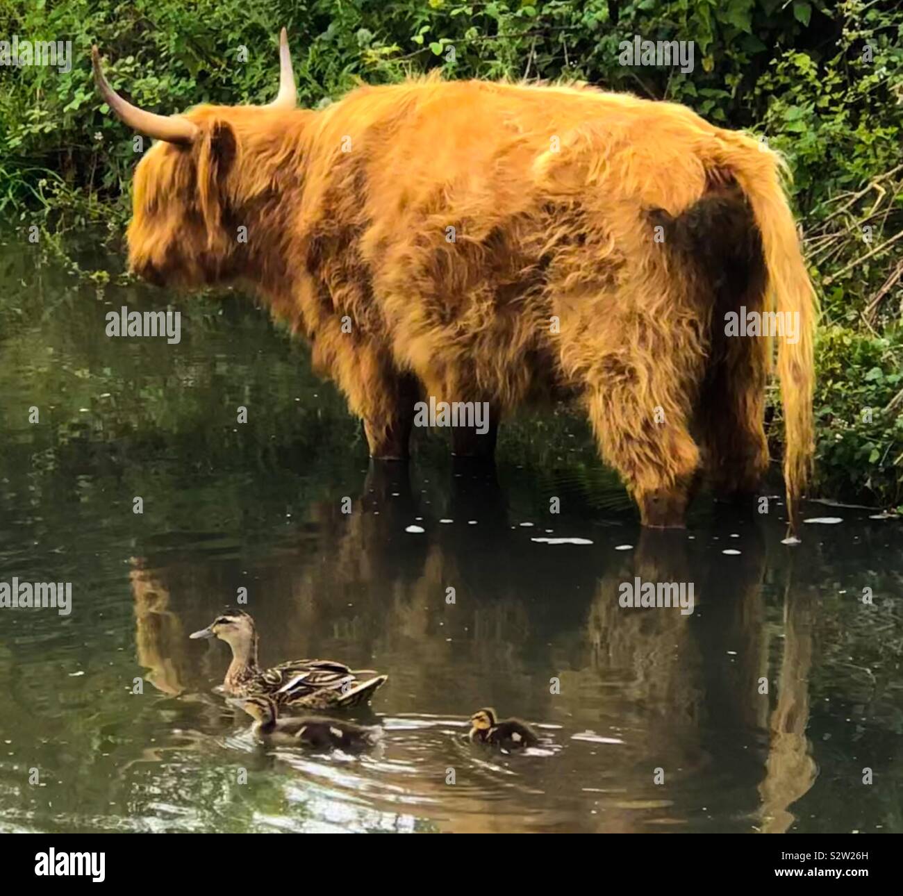Highland cattle in water smartphone stock photos and images - Alamy