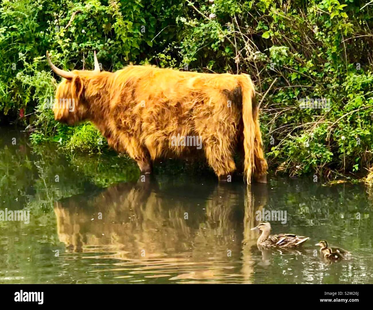 Highland cow, duck and ducklings Stock Photo - Alamy