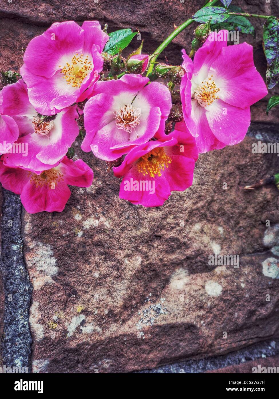 Rambling roses hi-res stock photography and images - Alamy