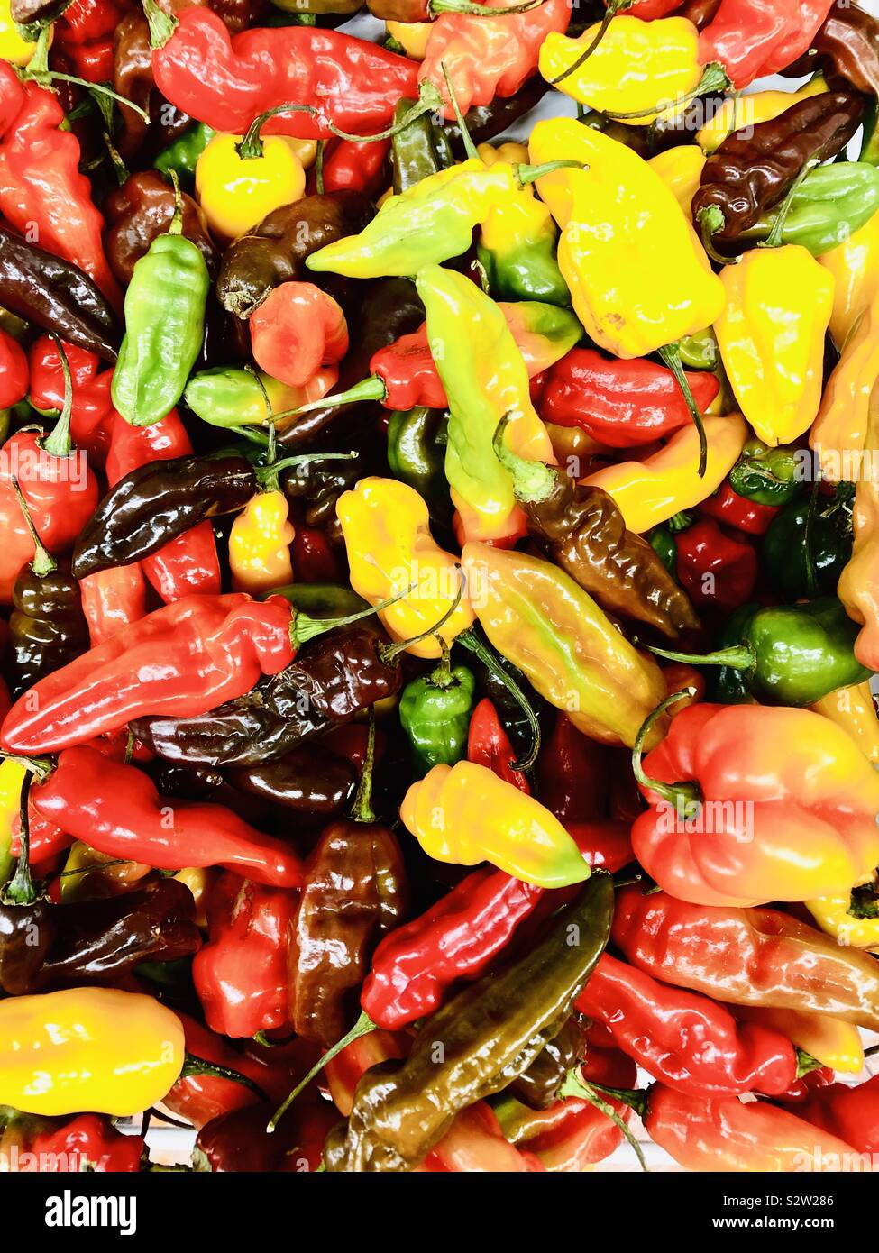 Mixed chillies hi-res stock photography and images - Alamy