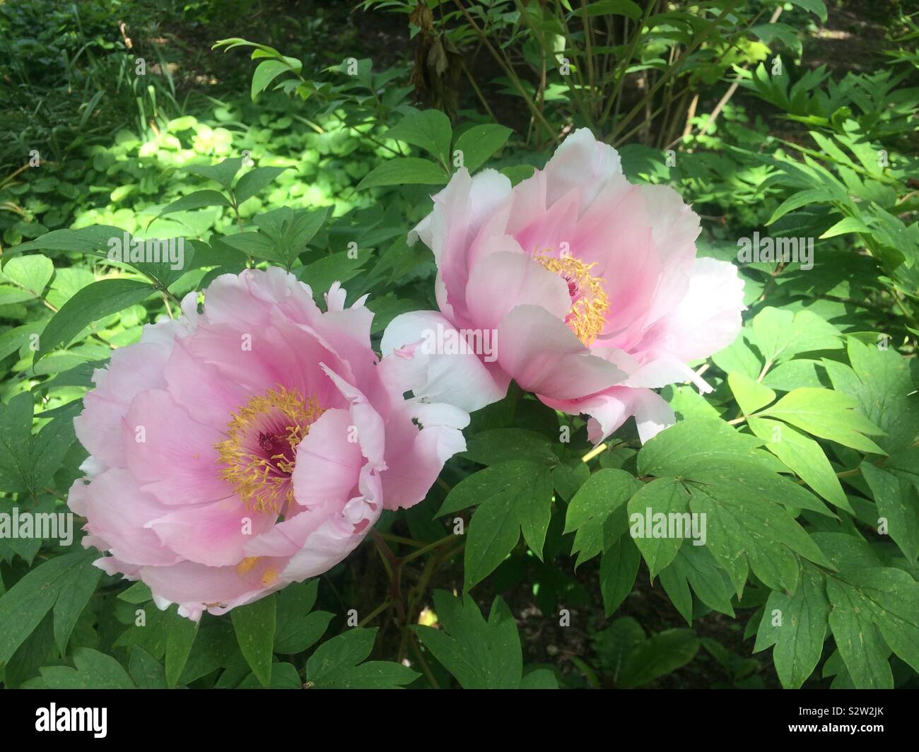 Large double flowers hi-res stock photography and images - Alamy
