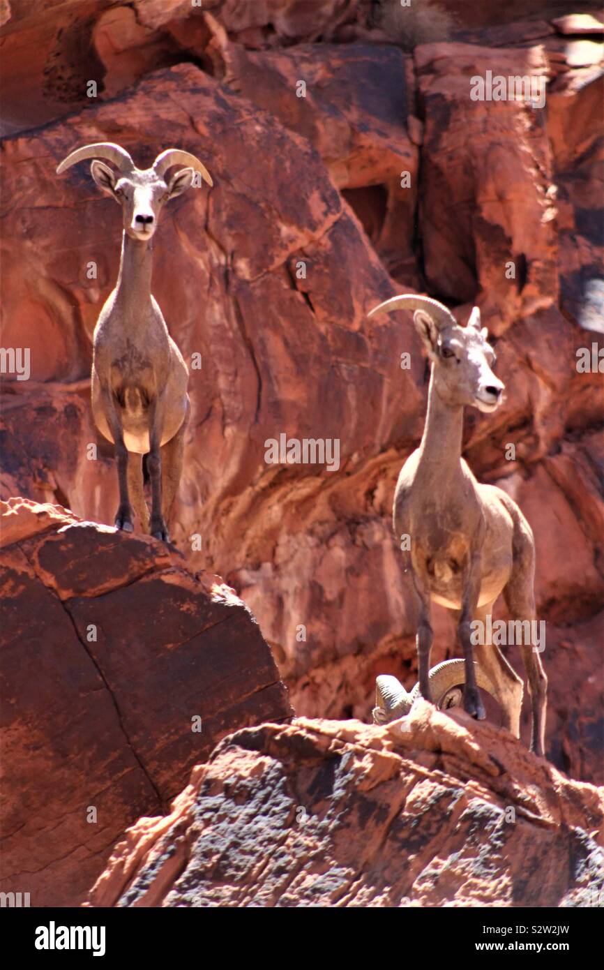 Two ewes stand alert in the Valley of Fire. During rutting season males ...