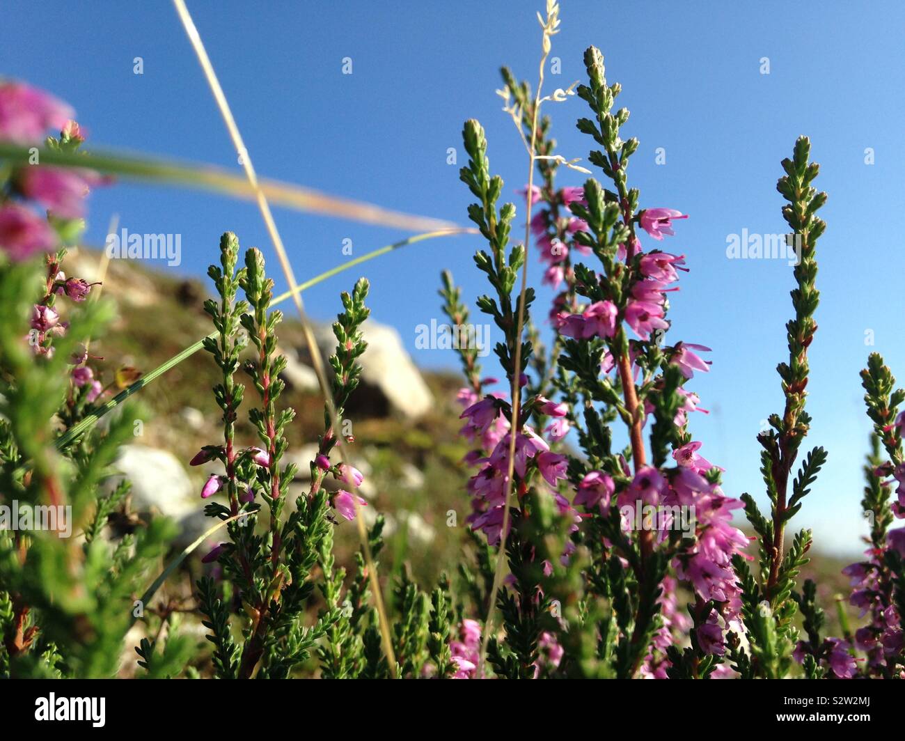 Scotish heather hi-res stock photography and images - Alamy