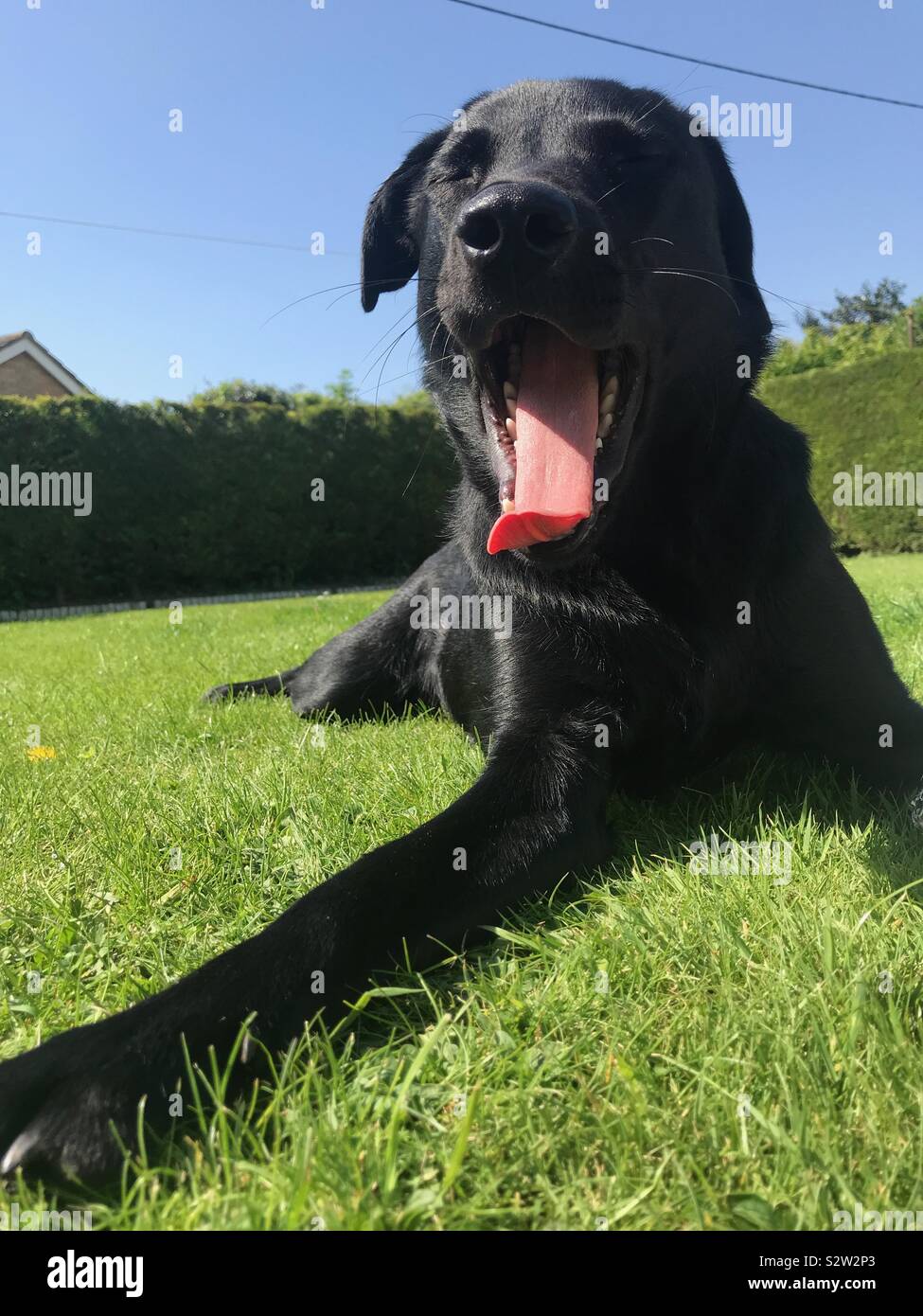 Puppy Yawning High Resolution Stock Photography and Images - Alamy