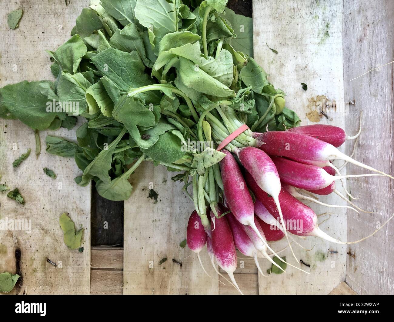 Bunch of radishes with leaves hi-res stock photography and images - Alamy
