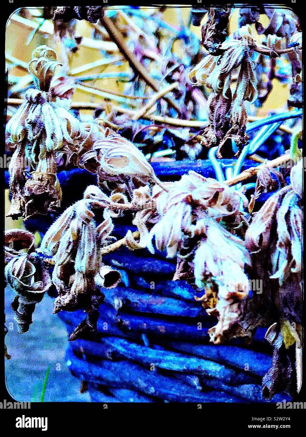 Dead flowers hanging basket hi-res stock photography and images - Alamy
