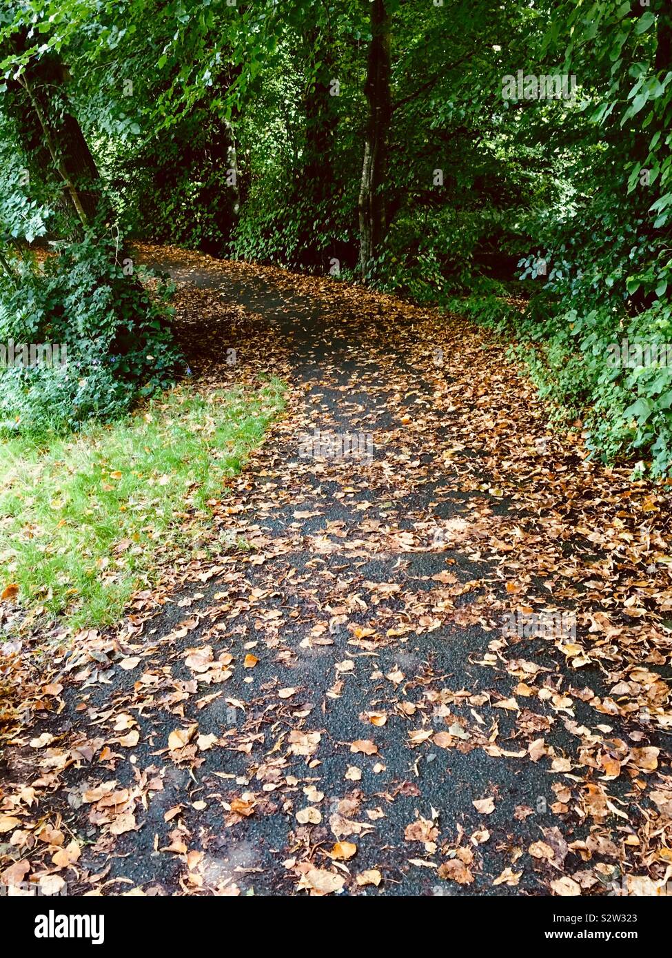 Autumn woodland pathway full of fall leaves Stock Photo - Alamy