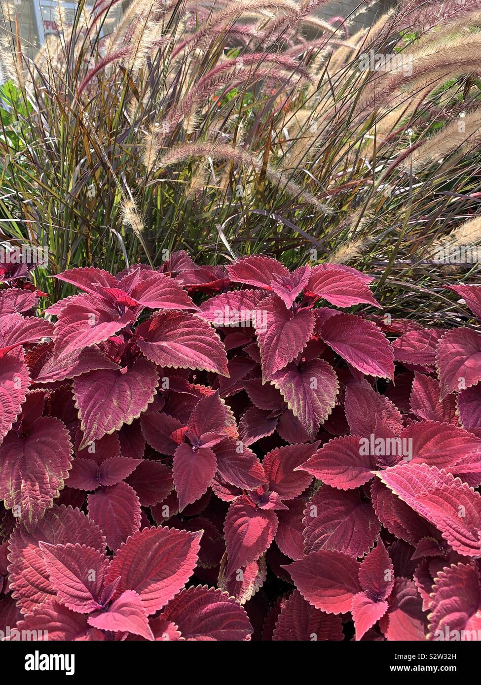 Flower bed arrangement with red coleus and colorful tall grass ...
