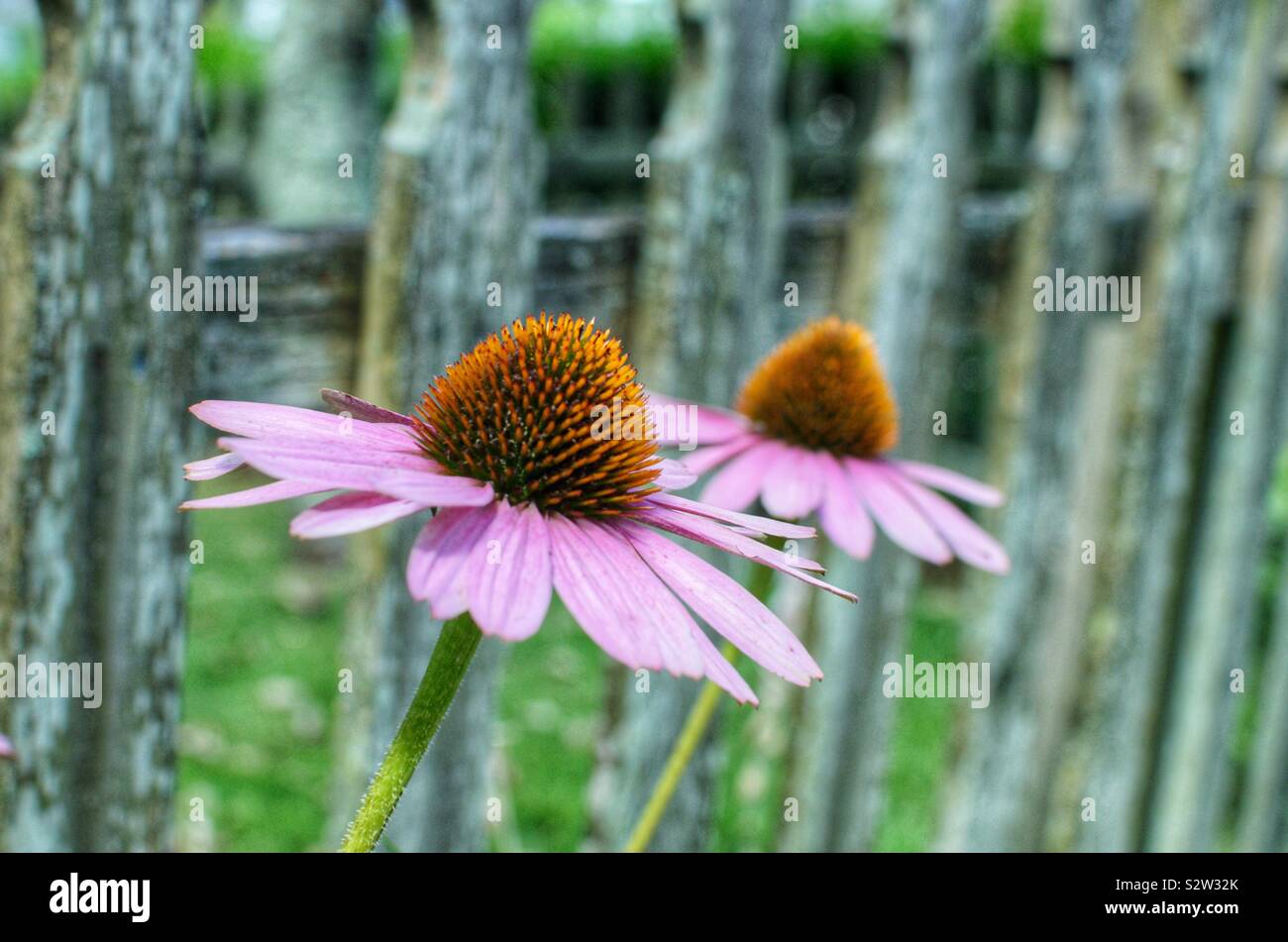 Cone heads hi-res stock photography and images - Alamy