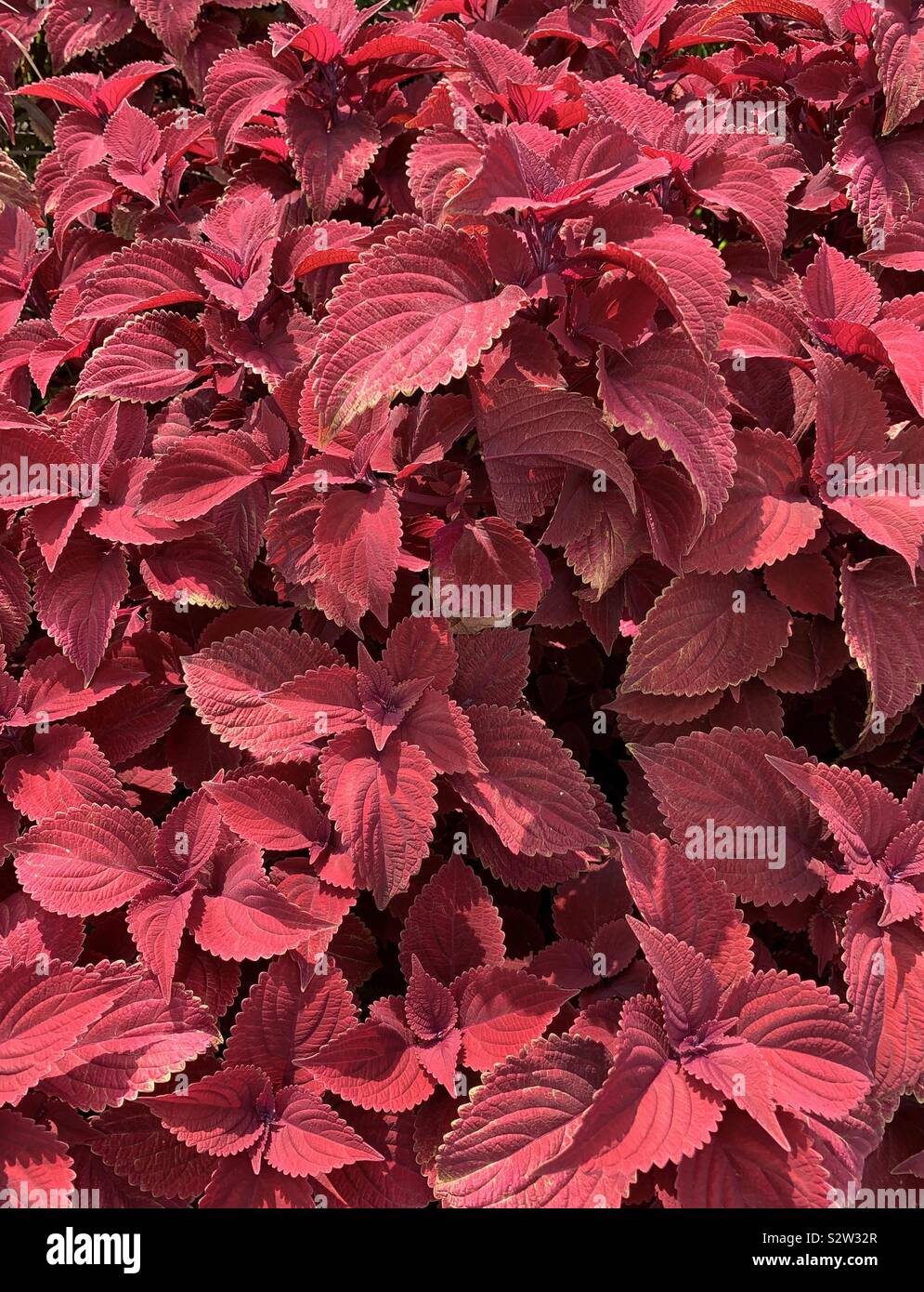 Large group of red coleus plants Stock Photo - Alamy