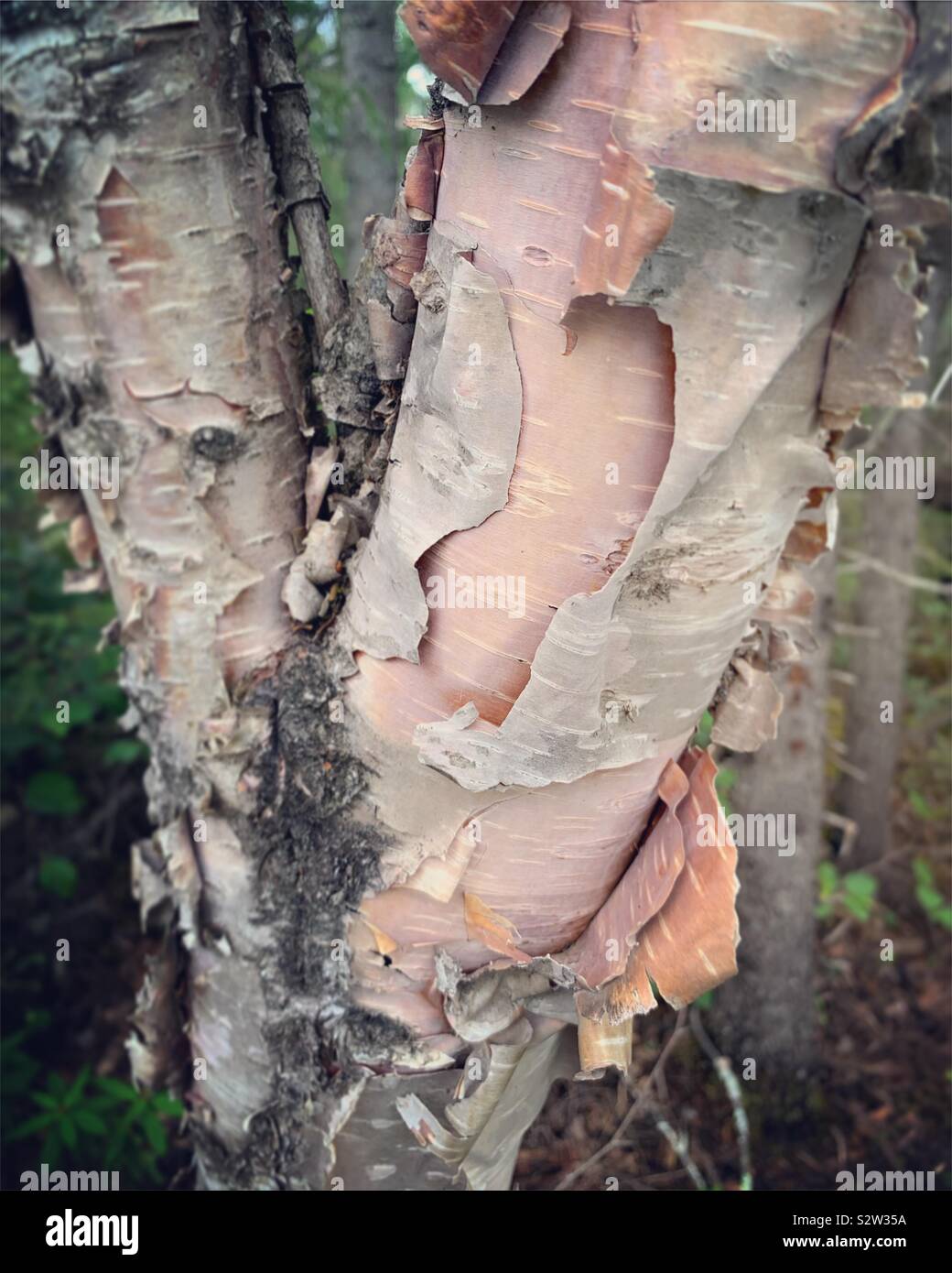 Layers of tree trunk hi-res stock photography and images - Alamy