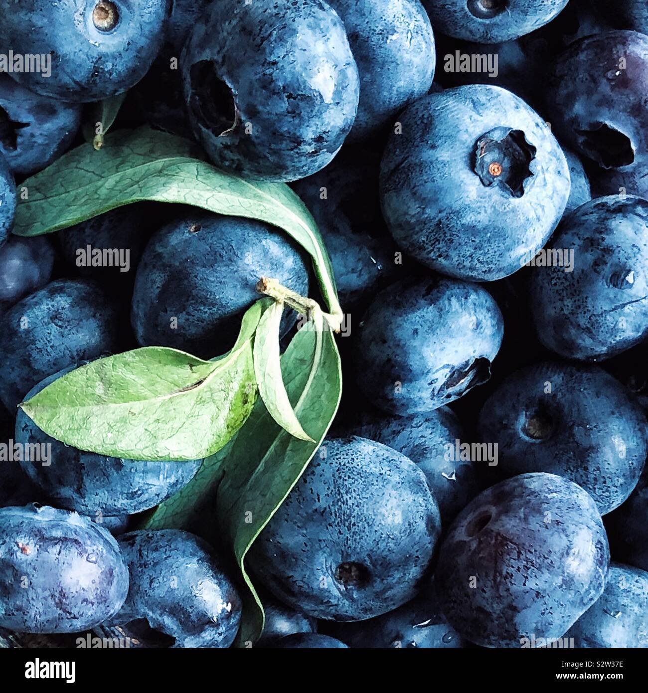 Fresh blueberries closeup Stock Photo - Alamy