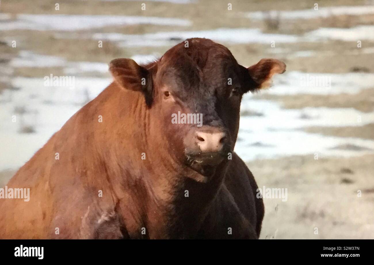 Red bull, livestock,agriculture Stock Photo - Alamy