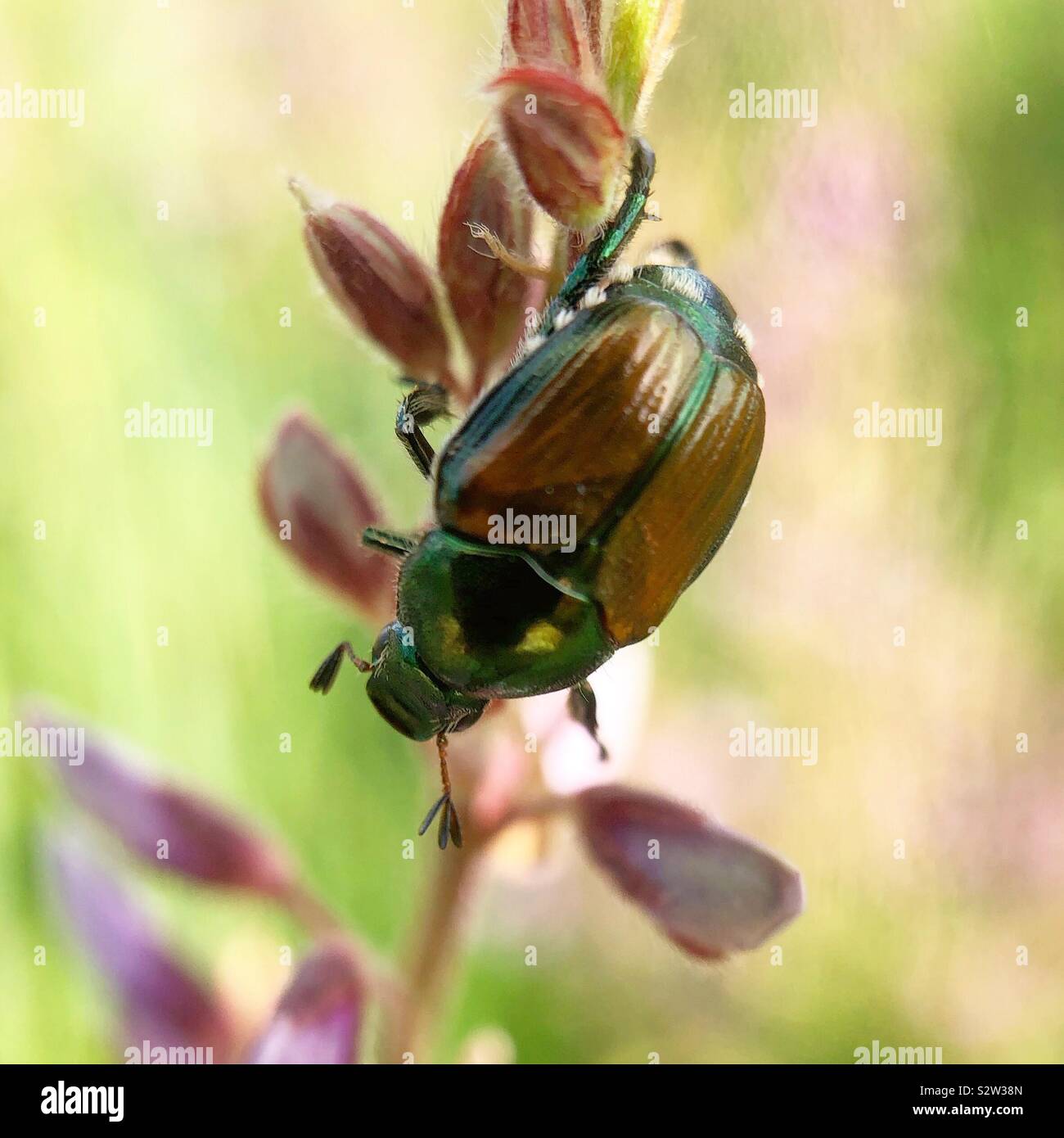 Japanese Beetle on a wildflower Stock Photo - Alamy