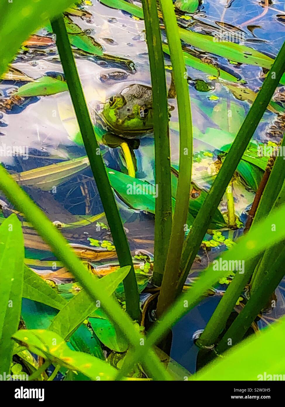 Frog In The River High Resolution Stock Photography and Images - Alamy