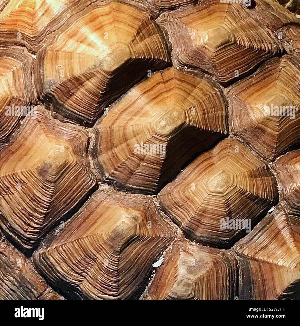 Tortoise shell pattern hi-res stock photography and images - Alamy