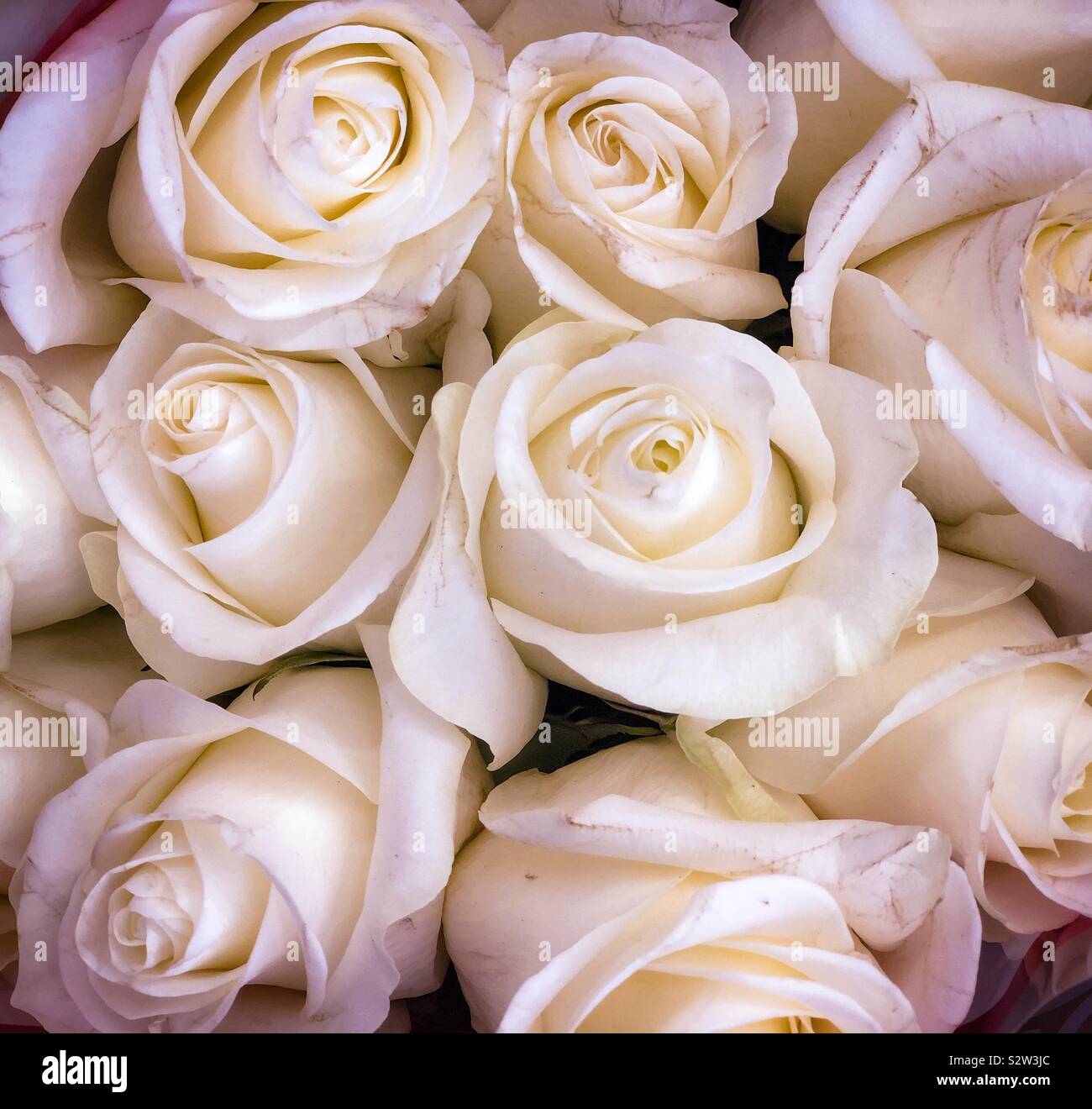 Tones of pink hi-res stock photography and images - Alamy