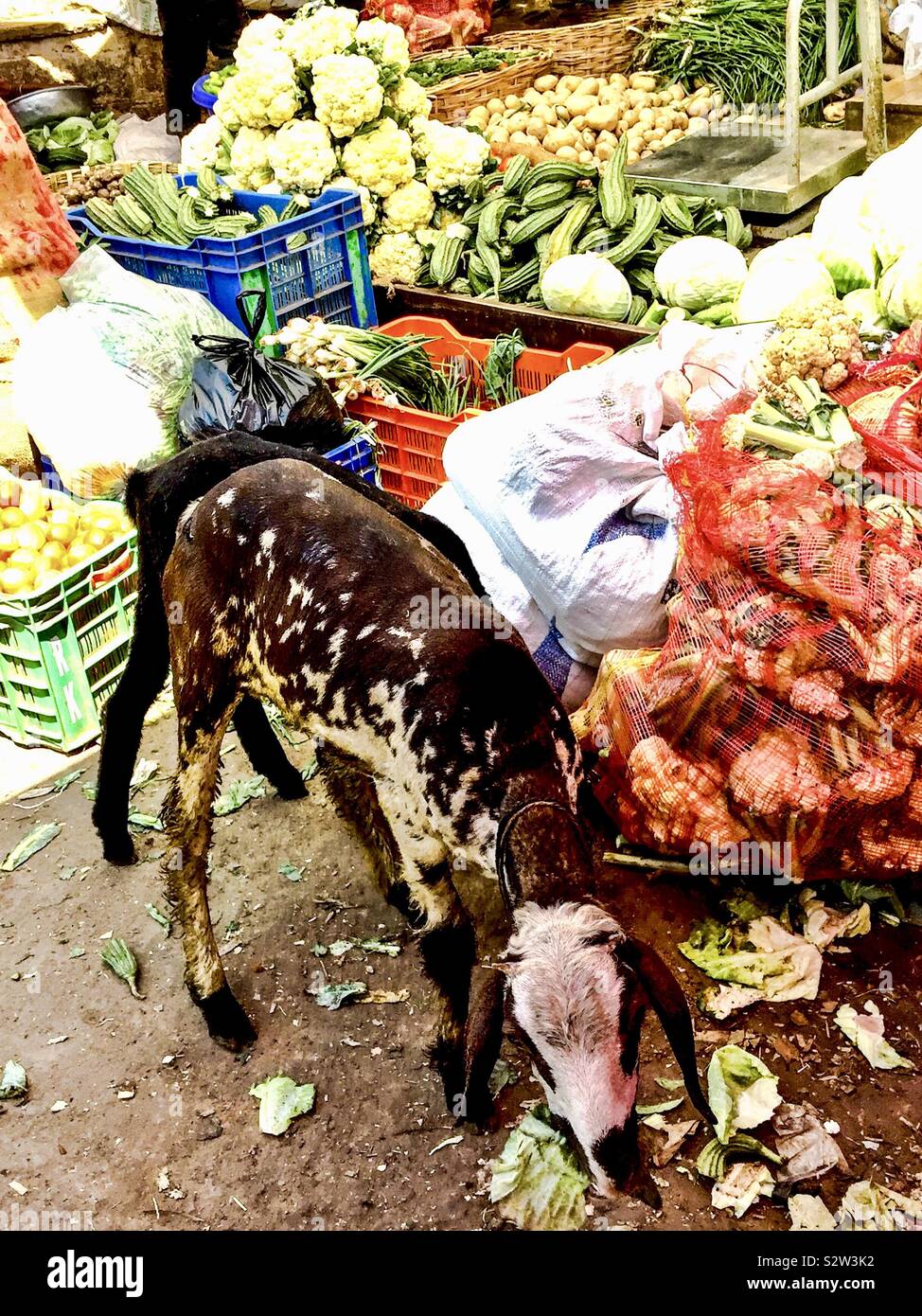 Indian goats hi-res stock photography and images - Alamy