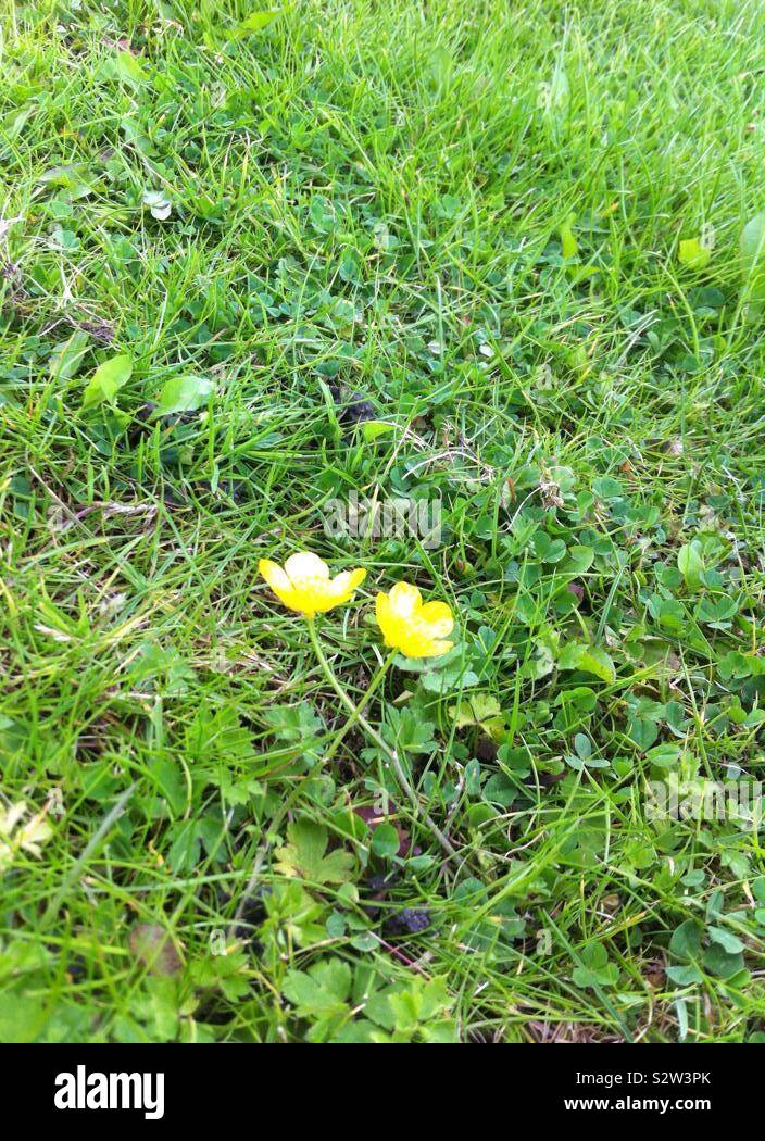 Buttercups in love Stock Photo - Alamy